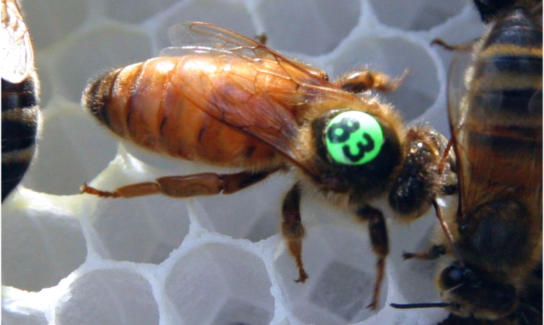 2026-Buckfast breeding queen – Buckfast-Zucht EN